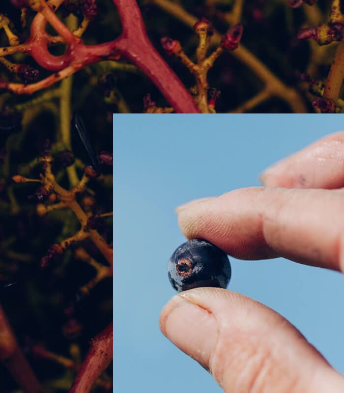 Savoir-faire - Chateau Canon